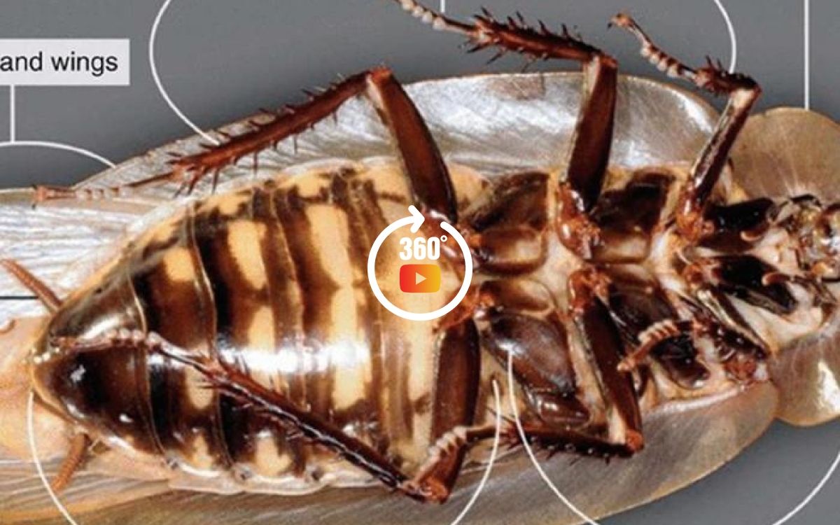 Cockroach dissection virtual tour | Klapty