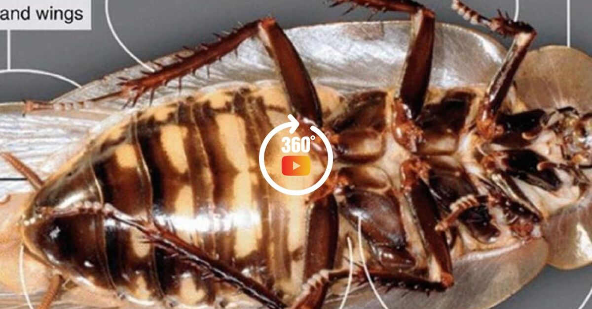 Cockroach dissection virtual tour | Klapty